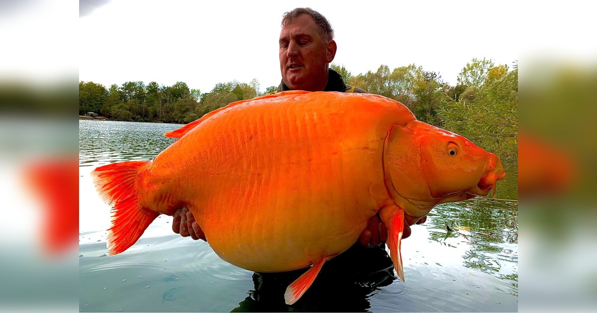 Fisherman catches a giant goldfish - Navtarang