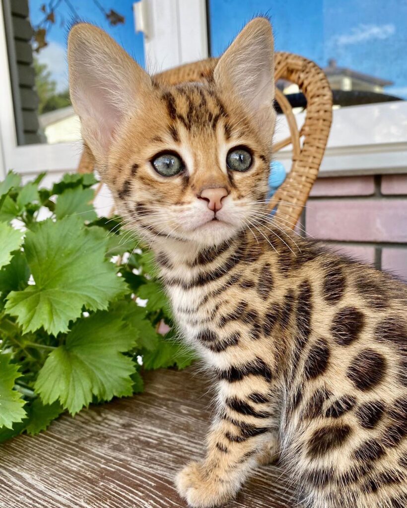 Ashera Cat - Navtarang