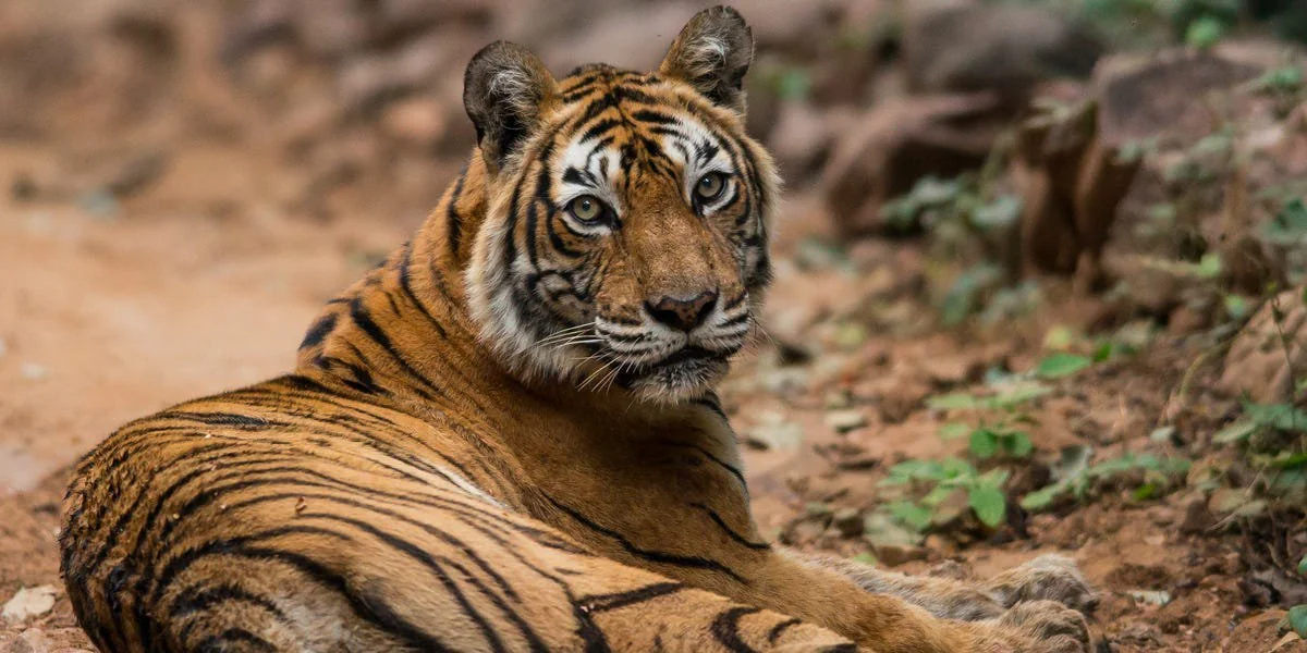 A tiger’s roar can be heard up to two miles away. - Navtarang