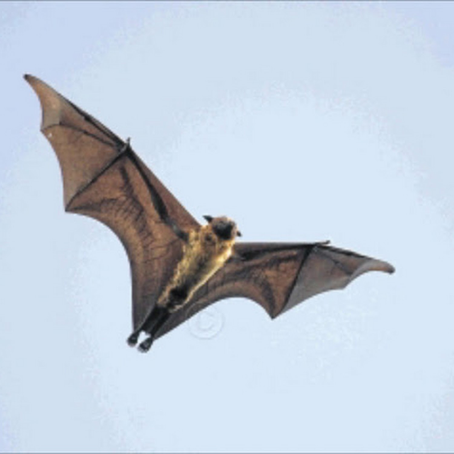 Examples Of Mammals That Can Fly